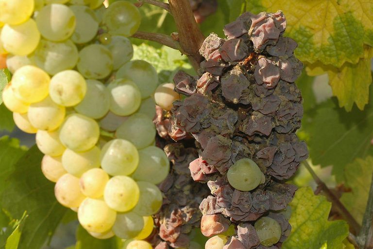 The Grape Varieties of Central Otago | Altitude Tours