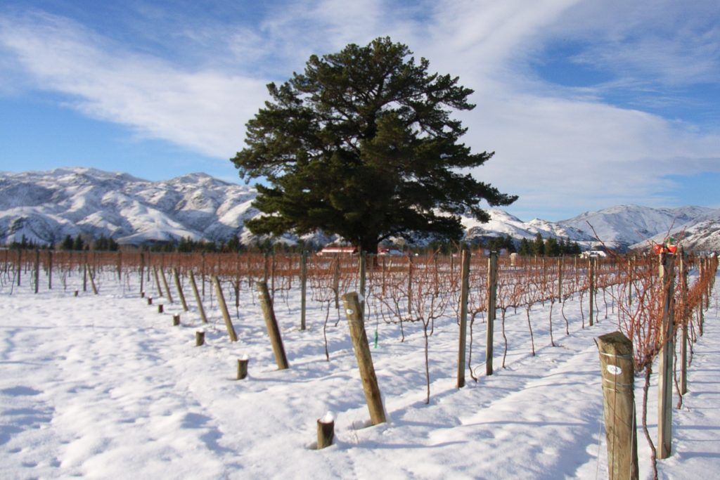 The Story of the Wooing Tree - Altitude Tours