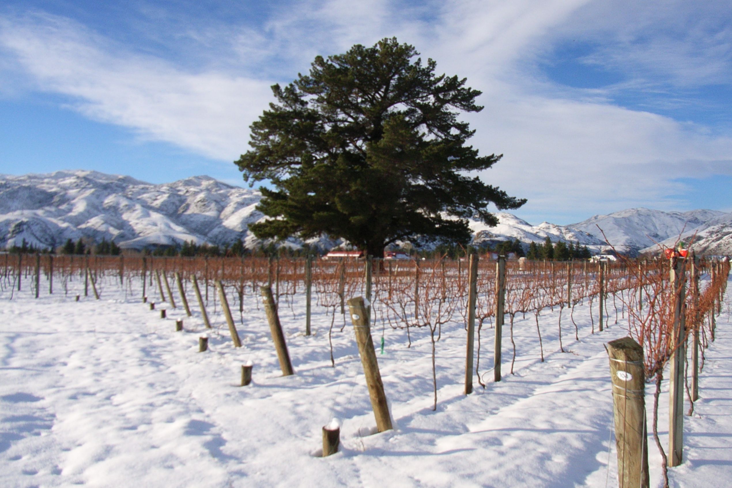 The Story of the Wooing Tree - Altitude Tours