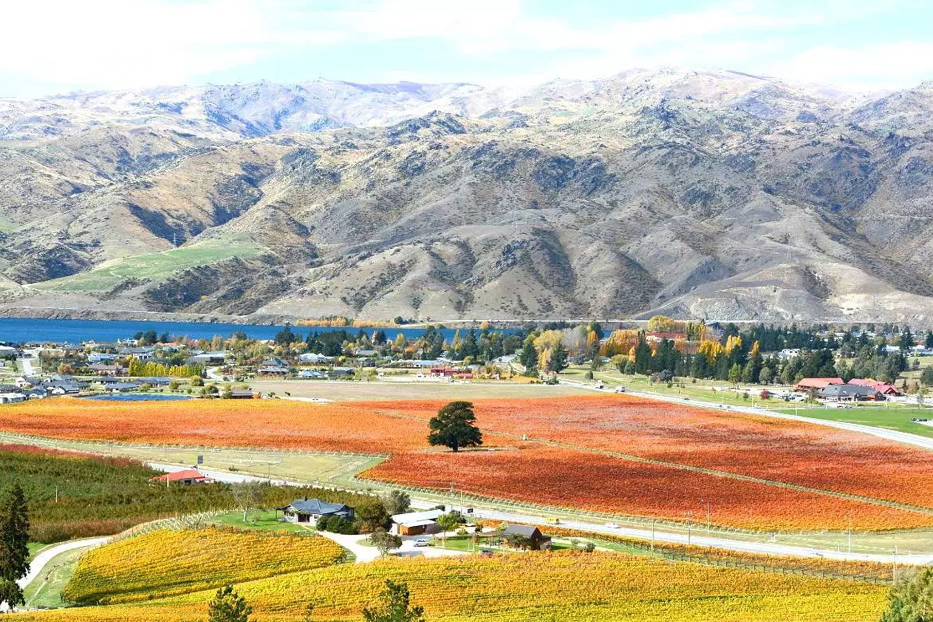 Wooing Tree Wines - Altitude Tours