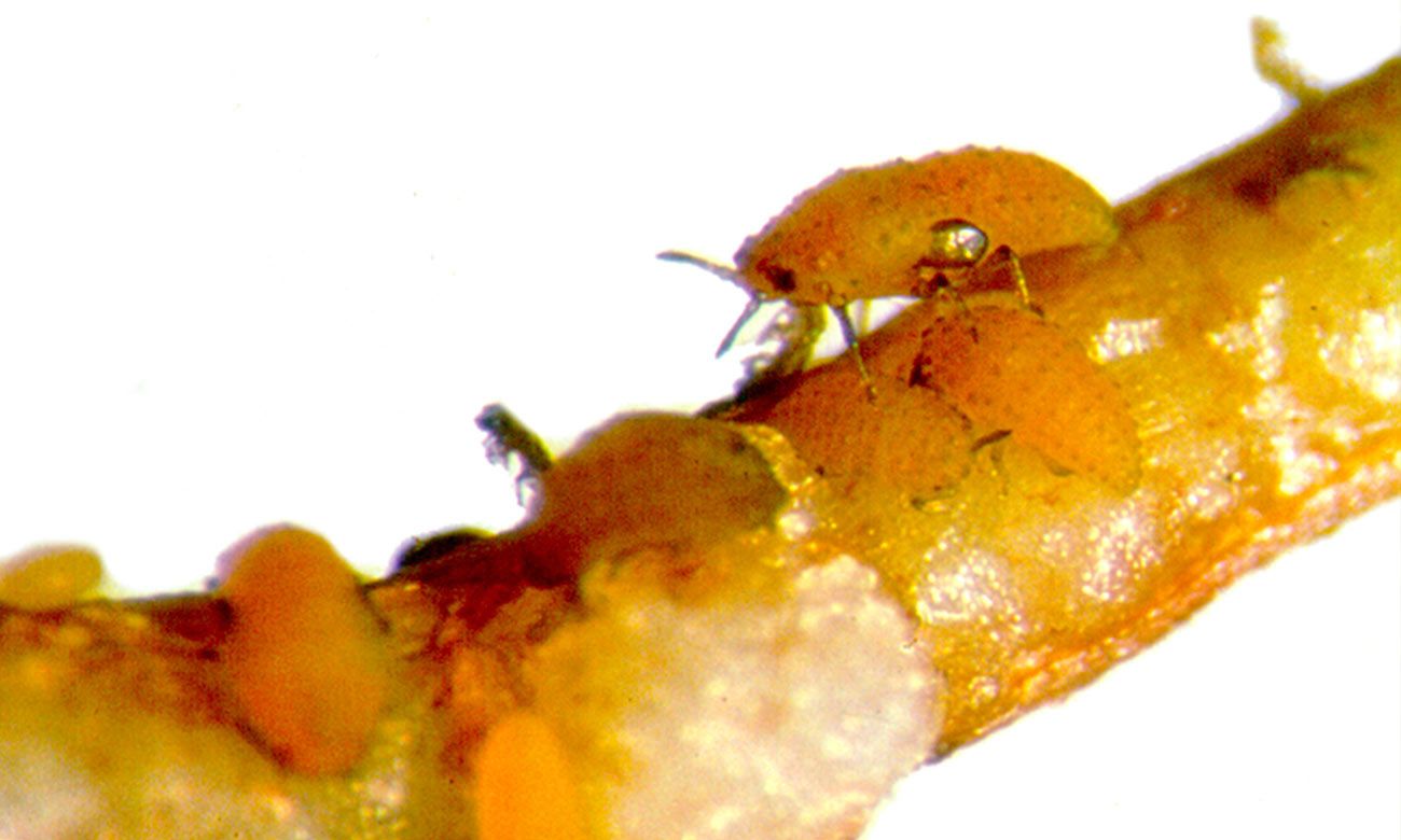 The Story Of Phylloxera | Altitude Tours