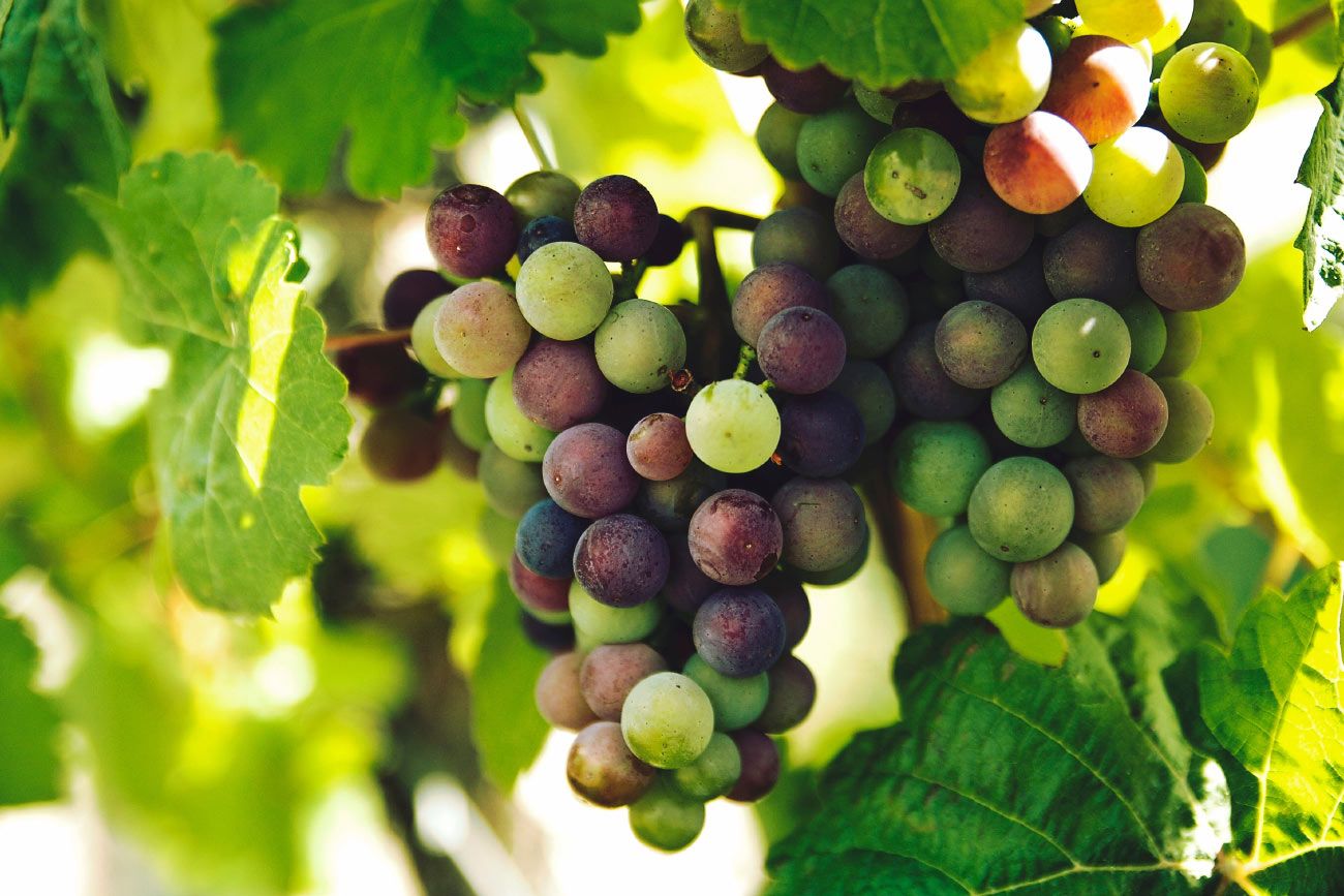 Understanding Viticulture In The Wine Industry with Altitude