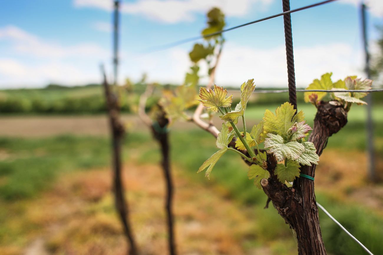 Understanding Viticulture In The Wine Industry with Altitude