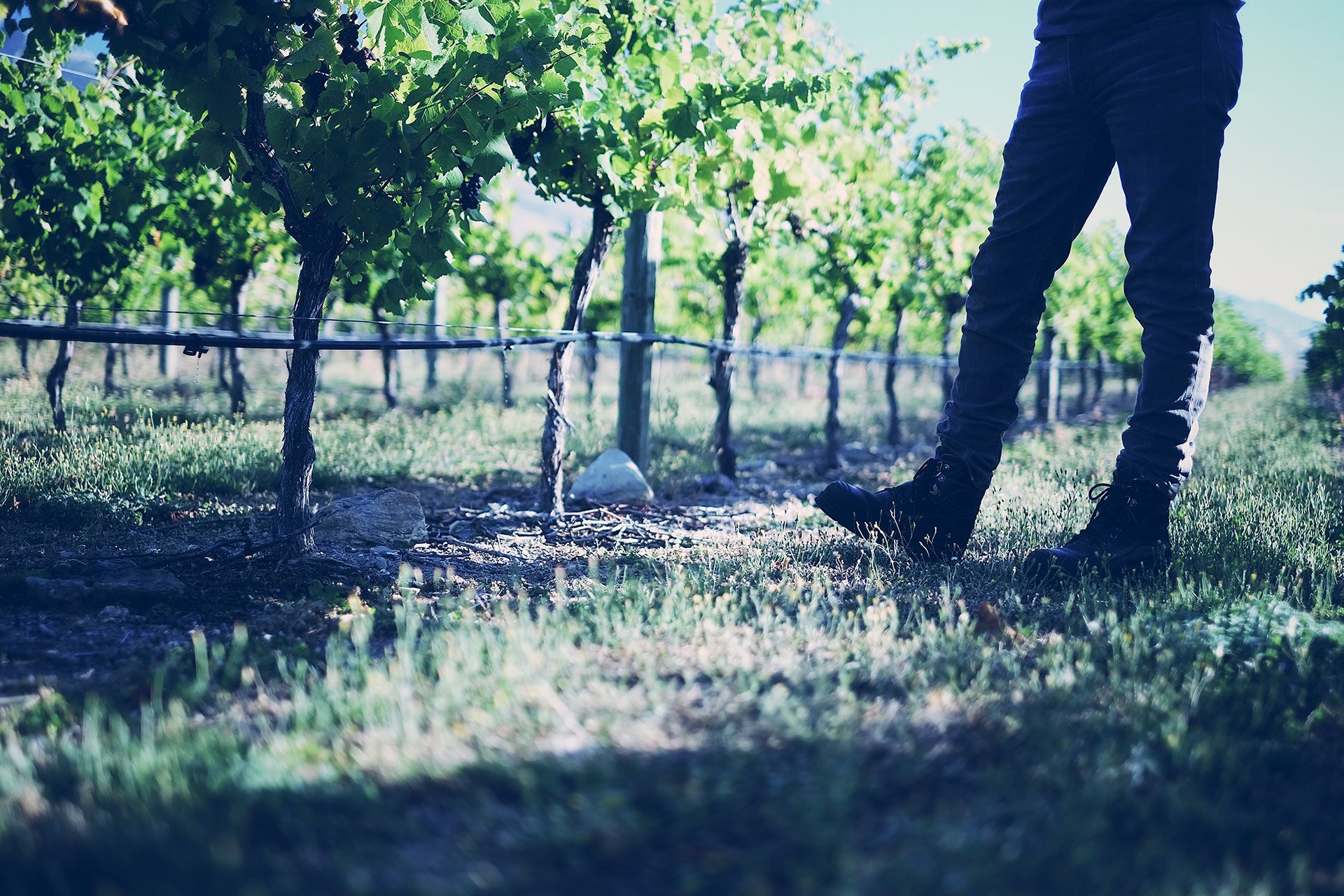 What’s all the fuss about Central Otago Pinot Noirs? - Altitude Tours