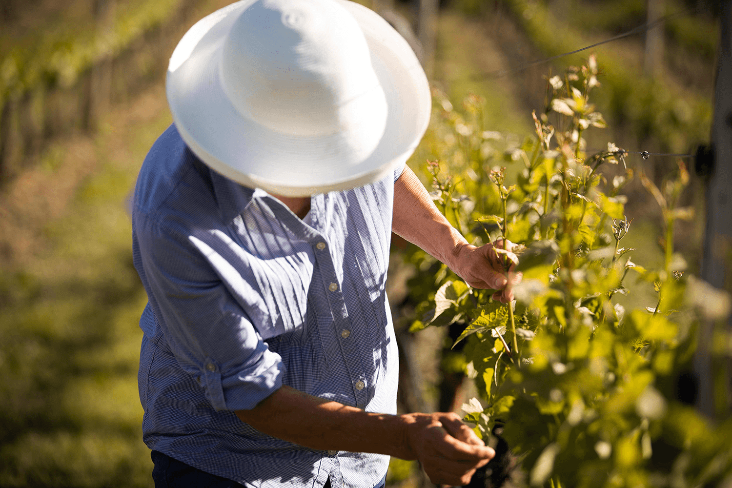 Sustainable Wine Tours with Hawkshead and Altitude Tours